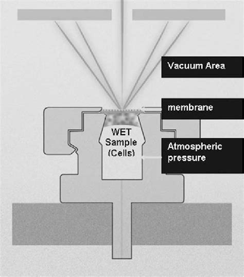 Figure 1 From Scanning Electron Microscopy Of Thyroid Cells Under Fully