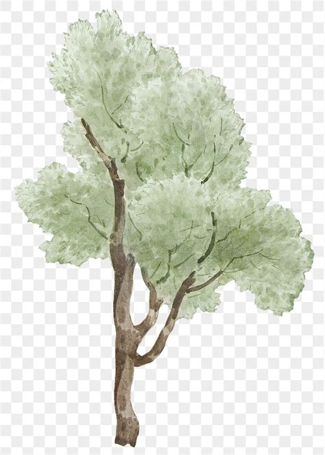 Watercolor Tree Images Free Photos Png Stickers Wallpapers