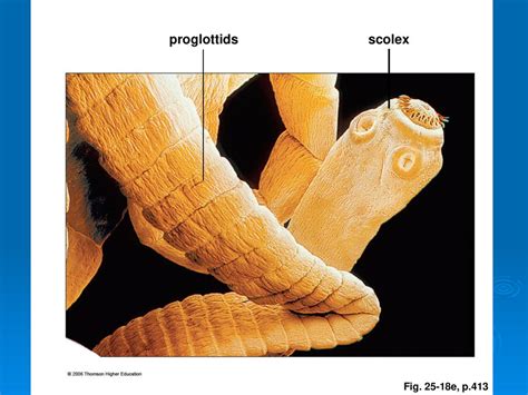 Powerlecture Chapter 25 Part I Ppt Download