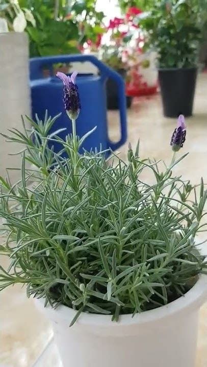 라벤더 허브 Lavender Hub 2022년 4월 18일 Youtube