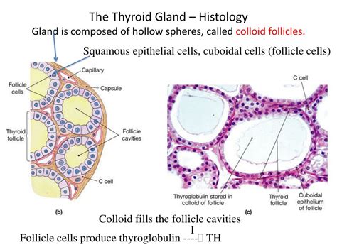 Ppt Thyroid Hormone Production Regulation And Action Powerpoint