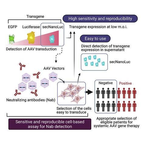 Neutralization Antibody