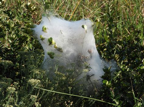 A Bunch Of White Stuff Sitting In The Grass Photo Free Vegetation