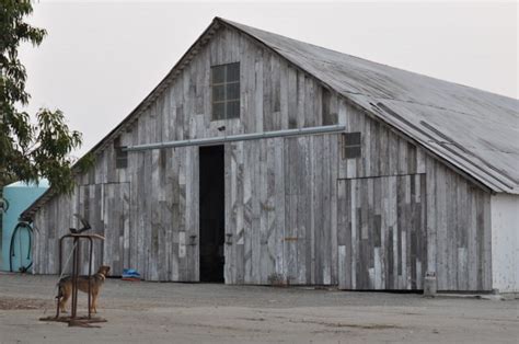 Harvesting California St Laurent Matthew Rorick And Forlorn Hope Wine Hawk Wakawaka Wine Reviews