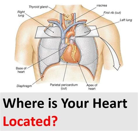 Where Is Your Heart Located