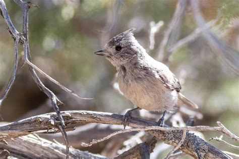 Birdseye Photography Review Photos