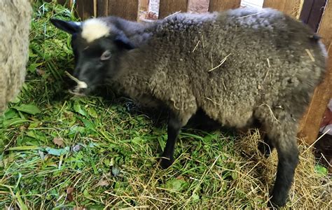 Romanovske Ovce Mladice Ovca Oven