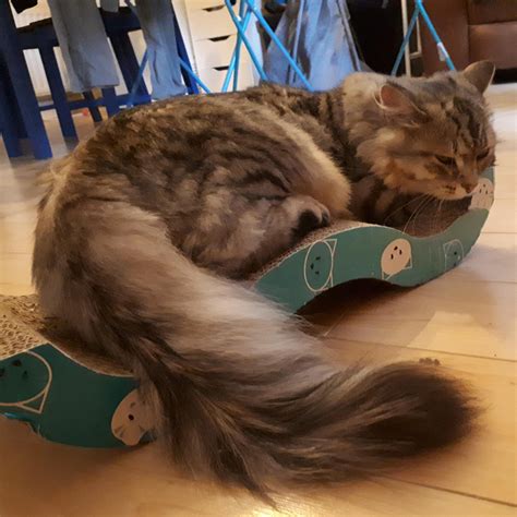 Mega Floof Scrolller