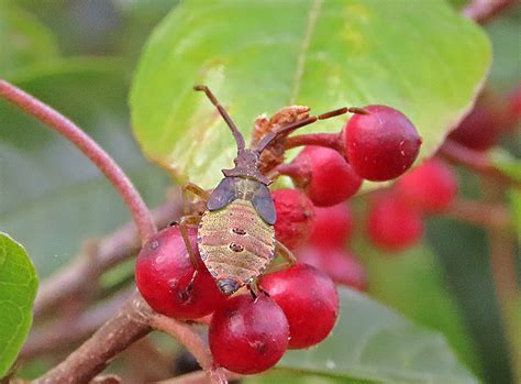 Box Bug Gedling Conservation Trust Nottingham