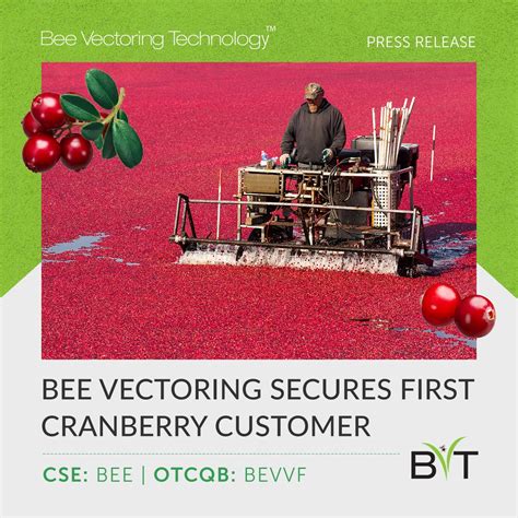 Cranberry Innovation Farming Sustainability Bvt Bee Vectoring