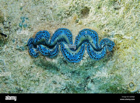 Clam Bivalve Mollusk At Helen Mckenzie Blog