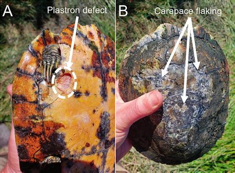 Turtle Shell Disease Fungus Emydomyces Testavorans First Documented Occurrence In California