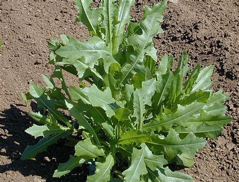 Prickly Lettuce Lactuca Serriola Identification And Control