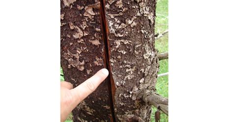 “exploding Trees” Can Extreme Cold Weather Really Do That Nicolet Express