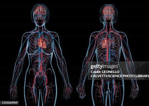 Heart Pathway Photos And Premium High Res Pictures Getty Images