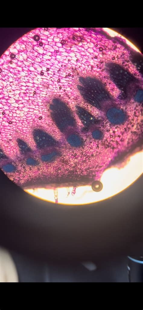 Solved Label This Sunflower Stem Crossection Wuth All The