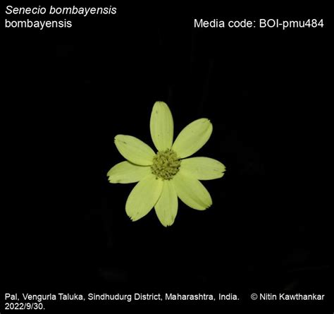 Senecio Bombayensis Butterfly