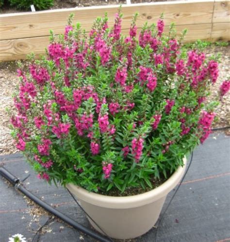 Cara Menanam Dan Merawat Bunga Angelonia