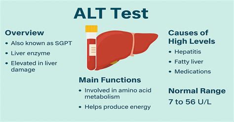 Alt Sgpt Test Normal Range Causes And Symptoms Of High And Low Levels