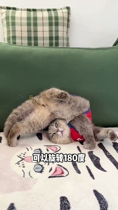 为什么猫咪经常变成 流体”，这不违反物理学规律吗？ 猫 宠物 科学养宠攻略 萌宠百科 Youtube