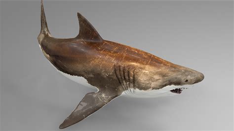 3d Great White Shark Rigged Turbosquid 1574797