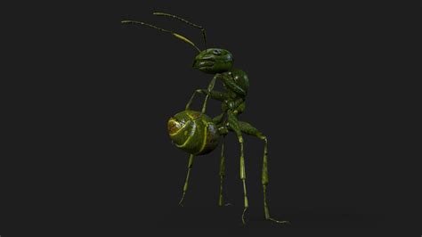 Ant V1 Animation 3d Model By Assetanimated