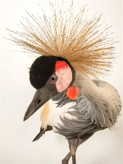 African Crowned Crane