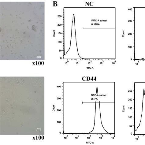 Cell Morphology And Characterization Morphology Of Mouse Mscs At Download Scientific Diagram