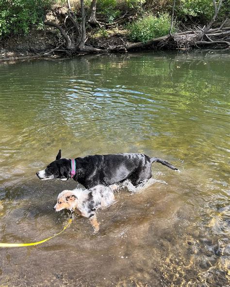 Took Evie To The Beach Do Your Aussies Like The Water I Wanna Start