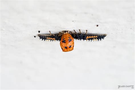 Intraguild Predation Is The Killing And Sometimes Eating Of A Potential Competitor An Example