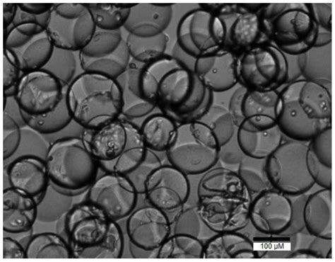 一种脐血来源的内皮祖细胞及其培养方法与流程