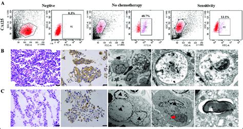 Evaluation Of The Precipitated Eoc Ascites Cells A The Tumor Cell