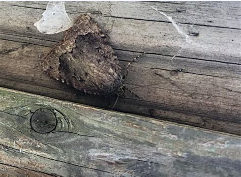 Species Spotlight Aesculus Parviflora Edge Of The Woods Native Plant