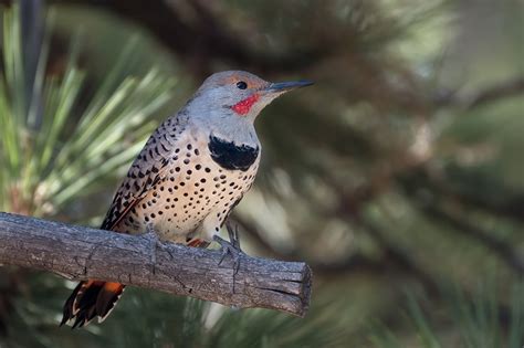 Northern Flicker Bird Alliance Of Oregon