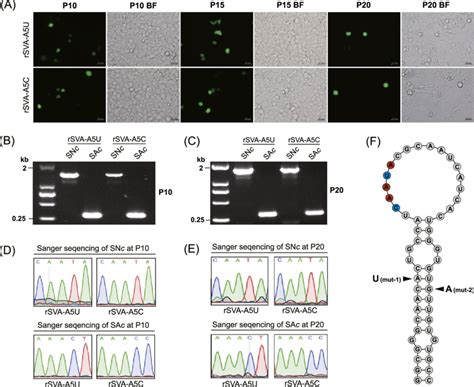 Genetic Stabilities Of Snc And Sac With Serial Viral Passaging Cell