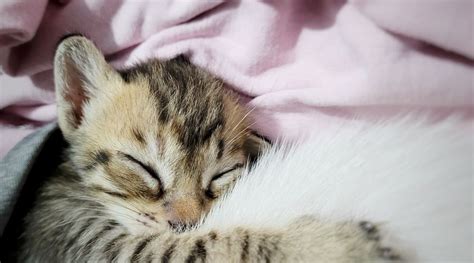 Texas Firefighters Save Kitten Stuck In Outdoor Drain Al Bawaba