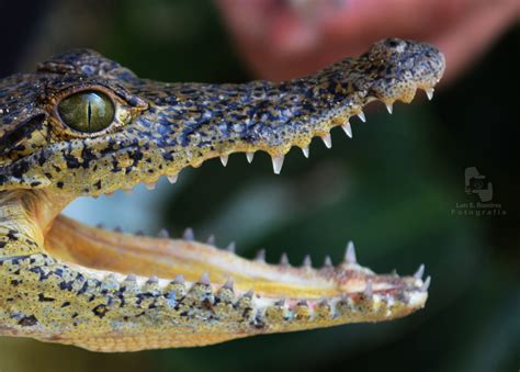 Morelets Crocodile Crocodylus Moreletii Marine Life Identification