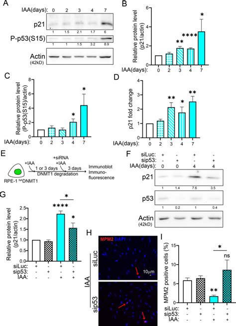 Dnmt1 Prolonged Absence Is A Tunable Cellular Stress That Triggers Cell Proliferation Arrest To