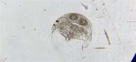 Coronatella Rectangula · Inaturalist