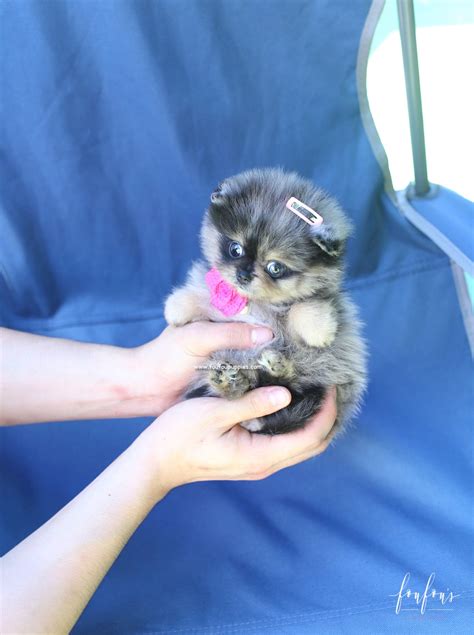 Pinky Pomeranian F Foufou Puppies