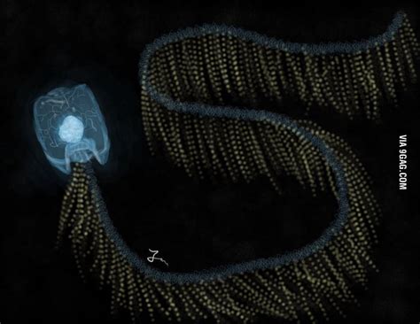 The Giant Siphonophore Praya Dubia Is Actually The Largest Animal On