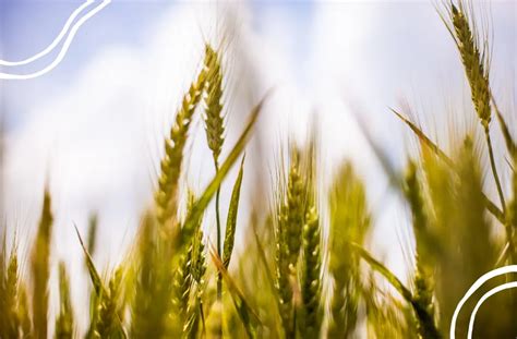 Uncertainties Of Nature Based Carbon Sequestration Regrow Ag