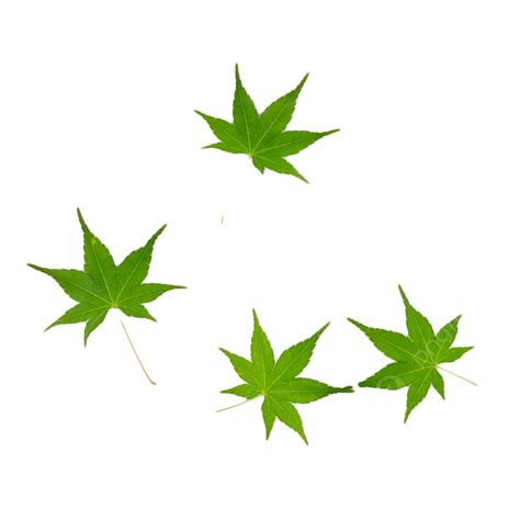 Japanese Maple Leaf Vs Pot Leaf