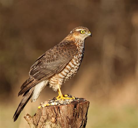 Mein Erster Sperber Forum Für Naturfotografen