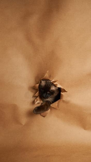 Premium Photo Siamese Cat Coming Out Of Hole In Brown Paper