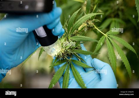 Biotechnology Scientist Chemist Use Microscope To Analyze Cbd In