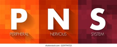 Pns Vektor Stok Dan Seni Vektor Shutterstock
