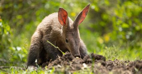 We All Love An Aardvark On St Valentines Day Aardvark Safaris