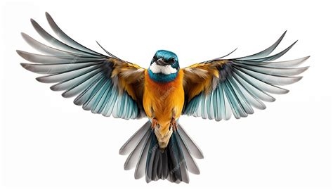 Premium Photo Bird Front View Isolated