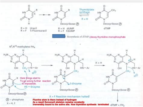 Classificationmoastructures Of Anticancer Drugs Pptx
